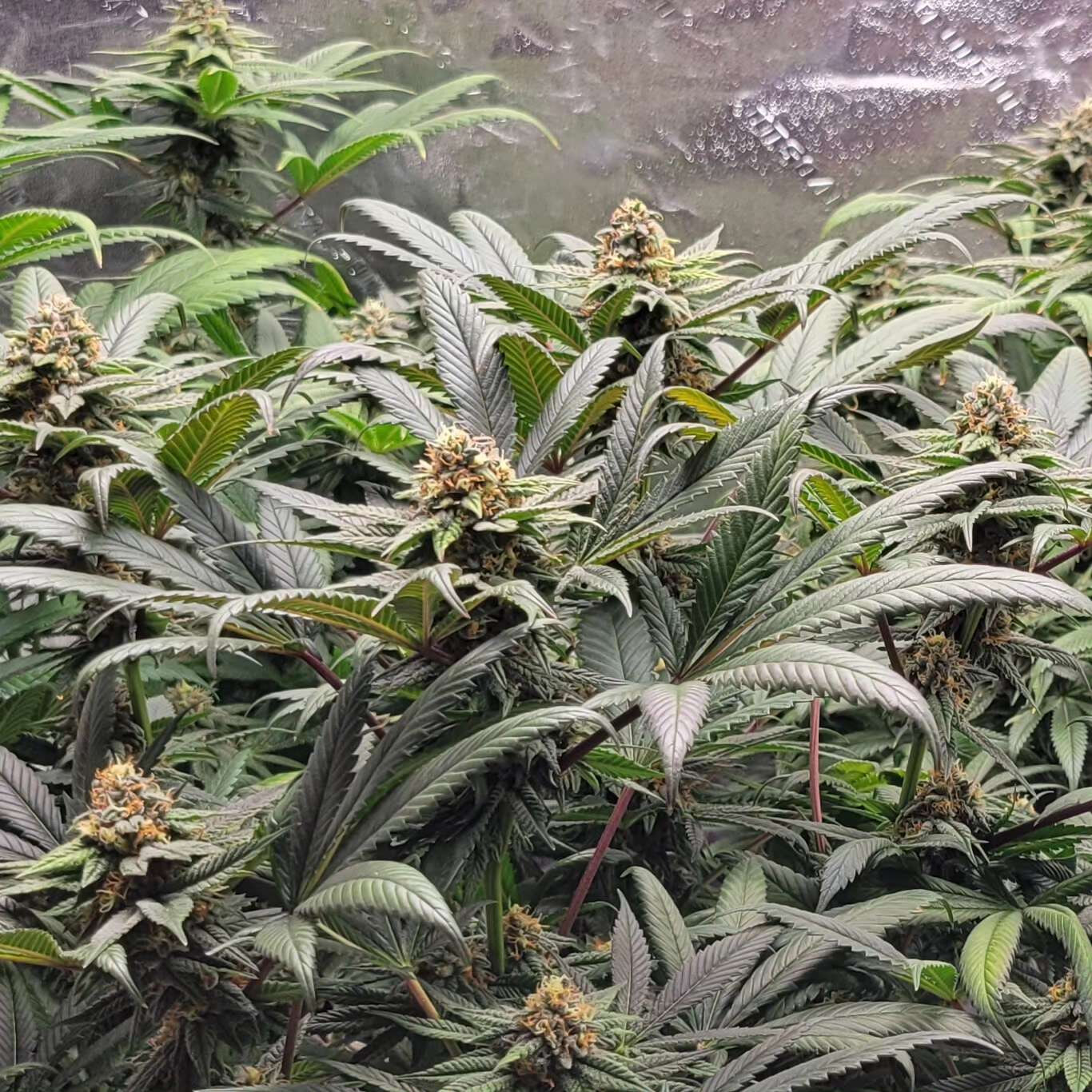 Kush Cookies - 34 Street Seed Co