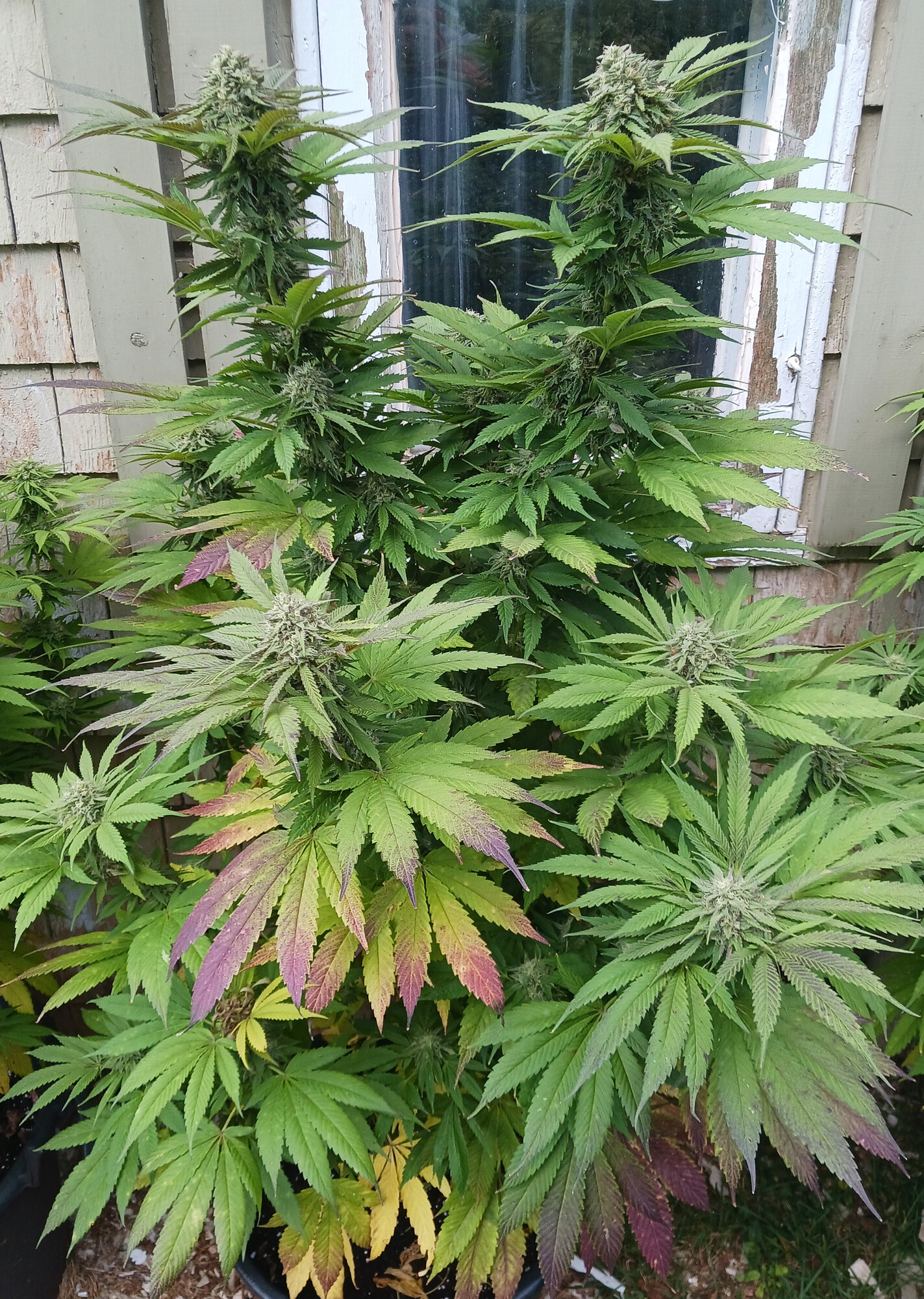 Bubba Kush - 34 Street Seed Co