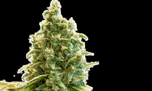 Sativa Dominant Seeds | 34 Street Seed Co Sativa Dominant Seeds | 34 Street Seed Co